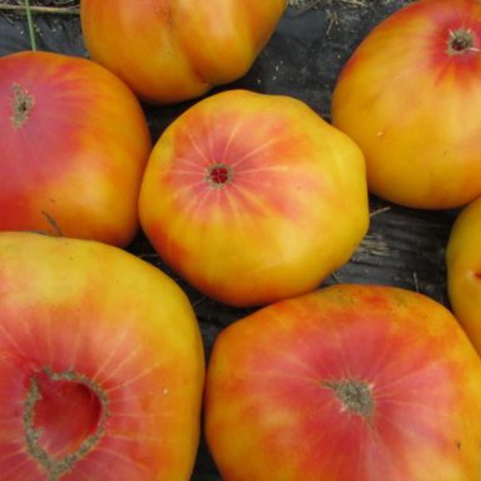 Heirloom Old German Tomato Seeds Vegetable Garden Organic Non | Etsy