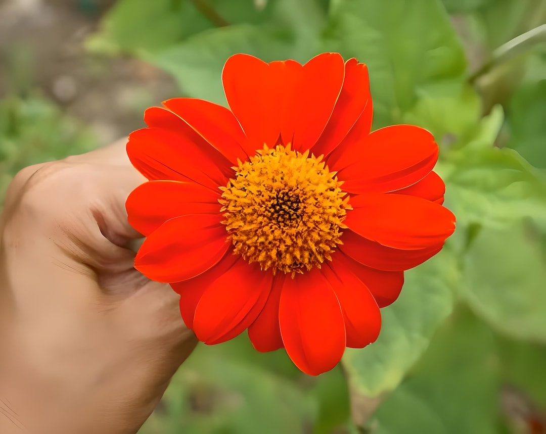 Mexican Torch Heirloom Sunflower Seeds - Golden Flower of the Aztecs ...