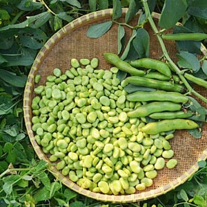 Fava Bean Broad Windsor Heirloom Seeds - High Protein, Great for ...