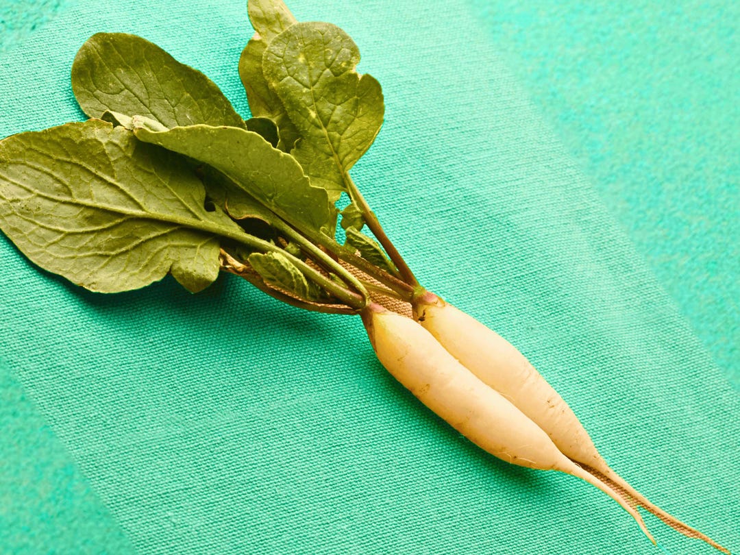 Heirloom White Icicle Radish Seeds: Crisp, Mild Flavor, Easy to Grow - Etsy