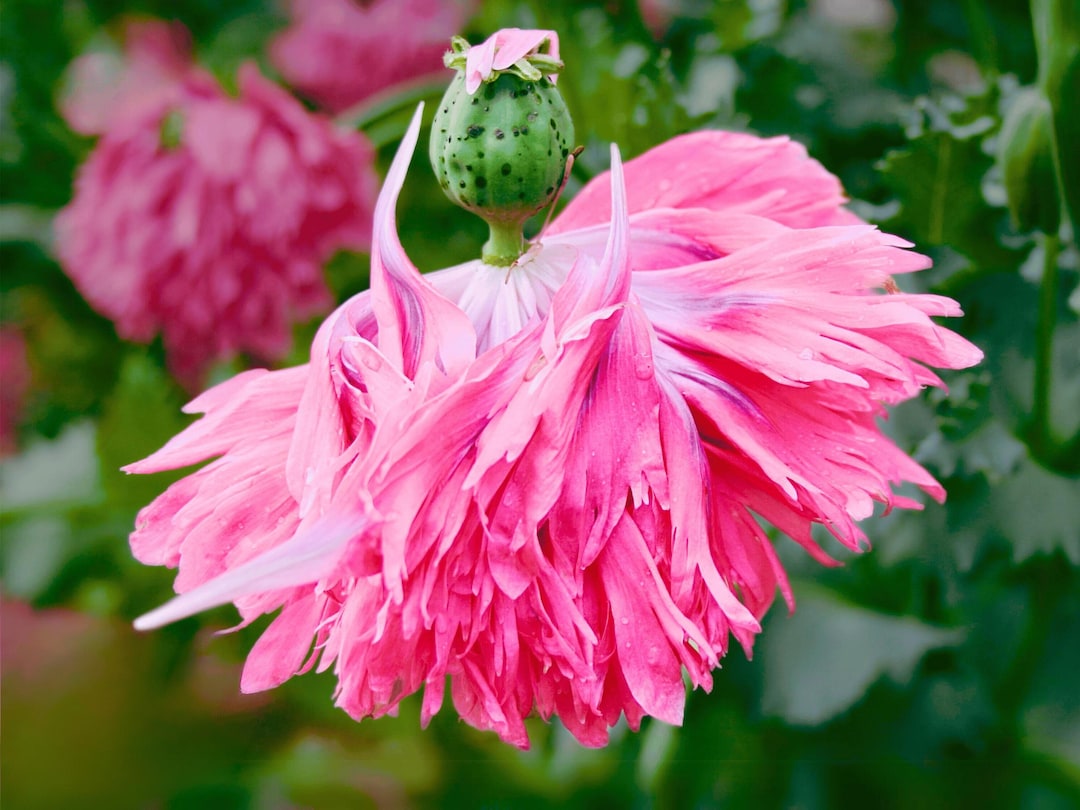 Poppy, Ballerina Mix Heirloom Flower Seeds - Etsy