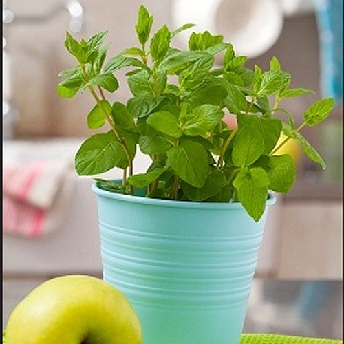 Yellow Dotted Mint Mint Monarda Punctata Medicinal Seeds | Etsy