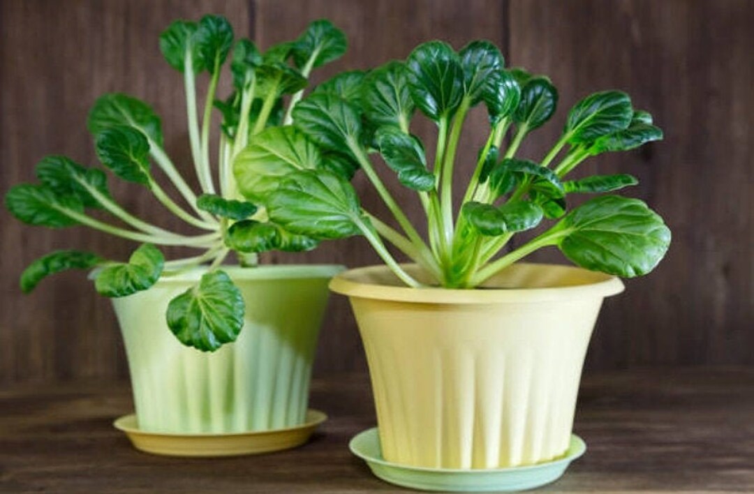 Rosette Tatsoi Heirloom Bok Choy Seeds - Container Friendly, Very Cold ...