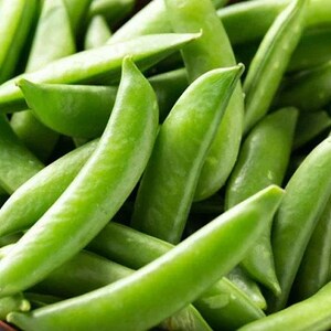 Wando Shelling Pea Heirloom Seeds: Heat & Cold Tolerant, Organic, Non ...