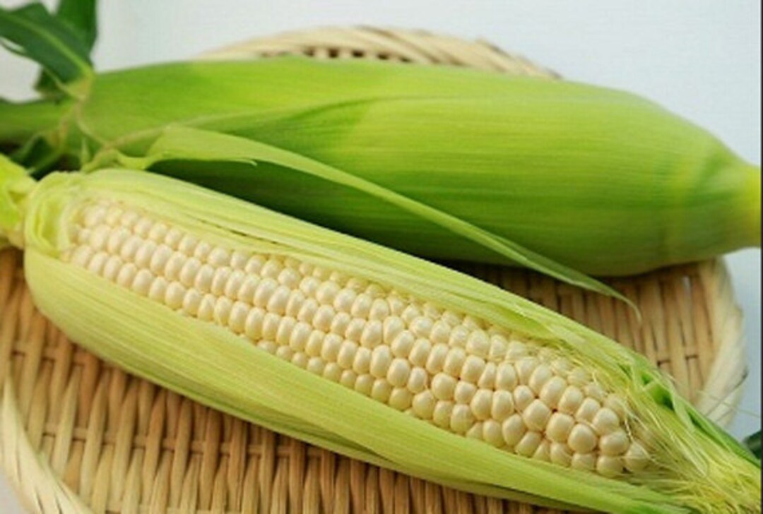 Country Gentleman Heirloom Sweet Corn Seeds Shoepeg, Organic, Open ...