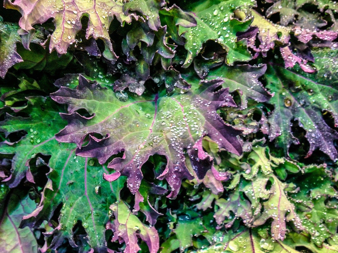 Kale, Red Russian - 250+ Seeds, Siberian Heirloom Vegetable, Open ...