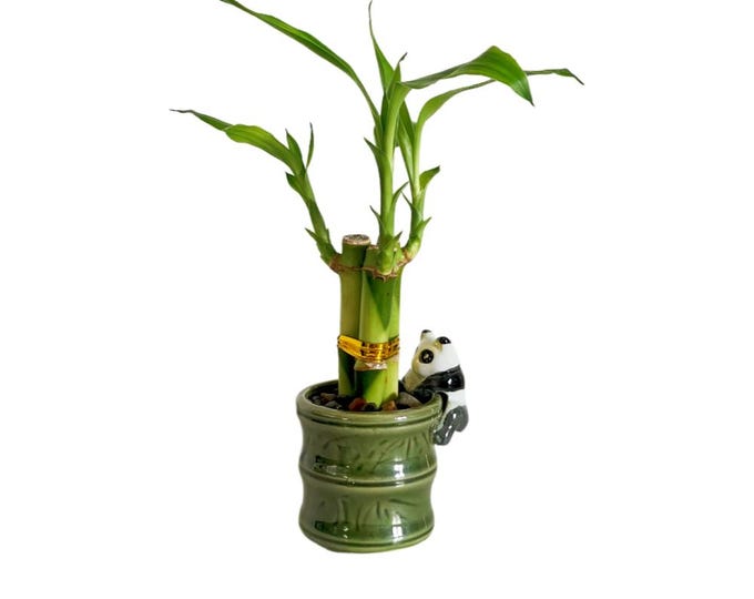 Live Braided Lucky Bamboo Arrangement With Colorful Ceramic Pot ...