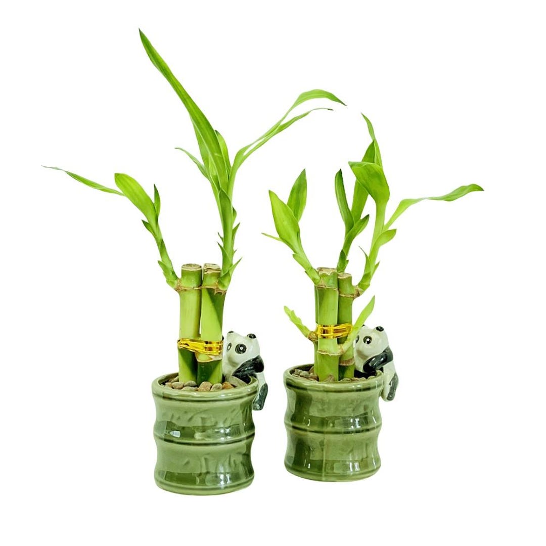 2-pack 3-stalk of 4" Small Lucky Bamboo Live Indoor Plant With Ceramic ...