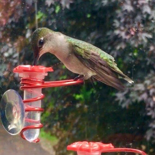 Window Hummingbird Feeder - Etsy
