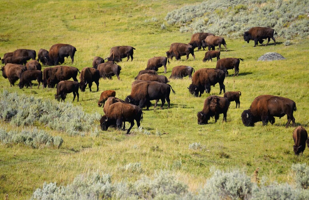 Herd of Bison Post Cards (5 a Pack) - Etsy