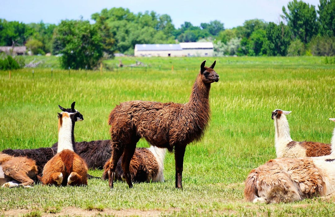 Llama Postcards (5 a Pack) - Etsy