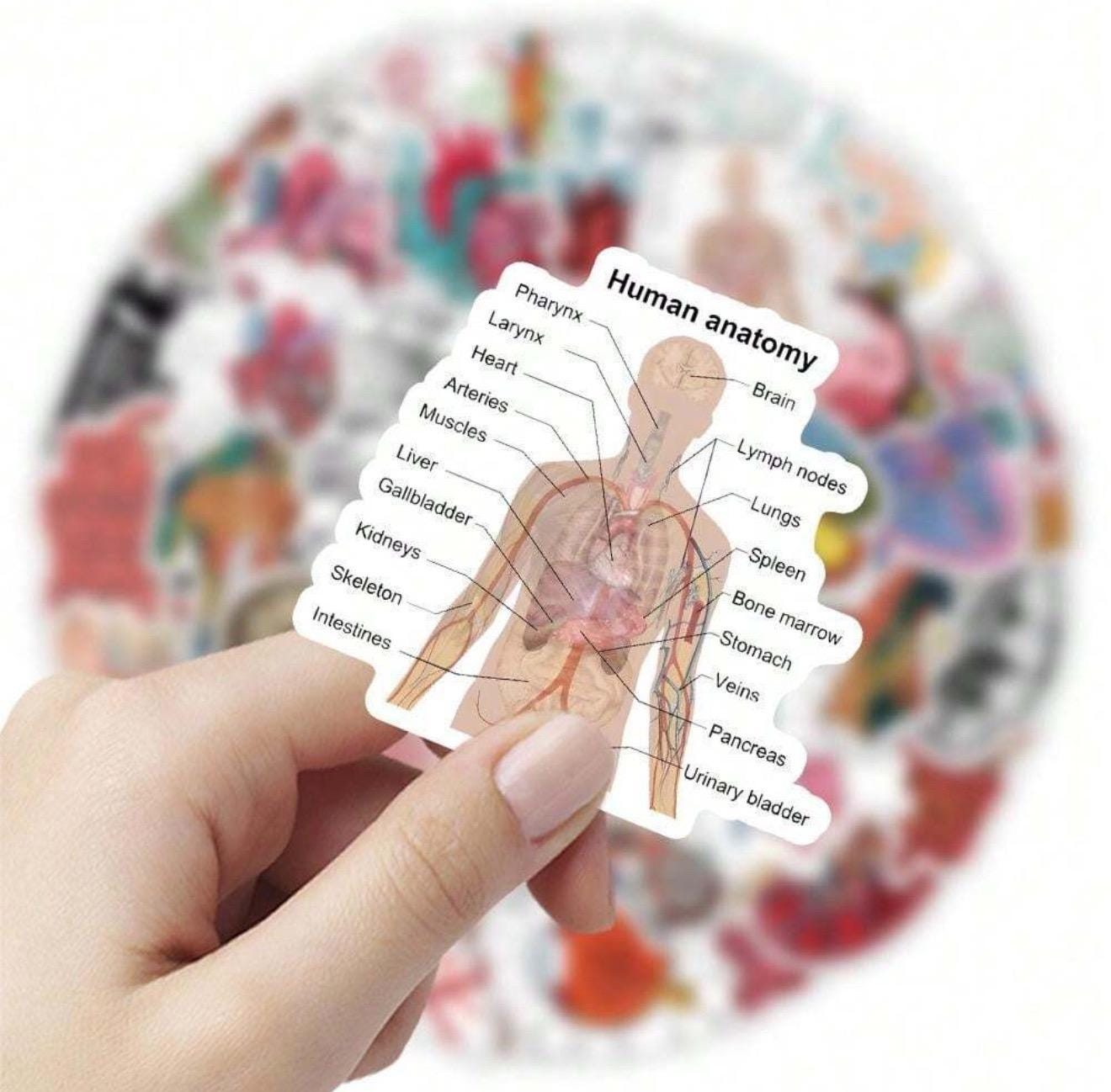 50pcs Anatomy Science Stickers,die Cut Stickers,anatomy Stickers,human ...