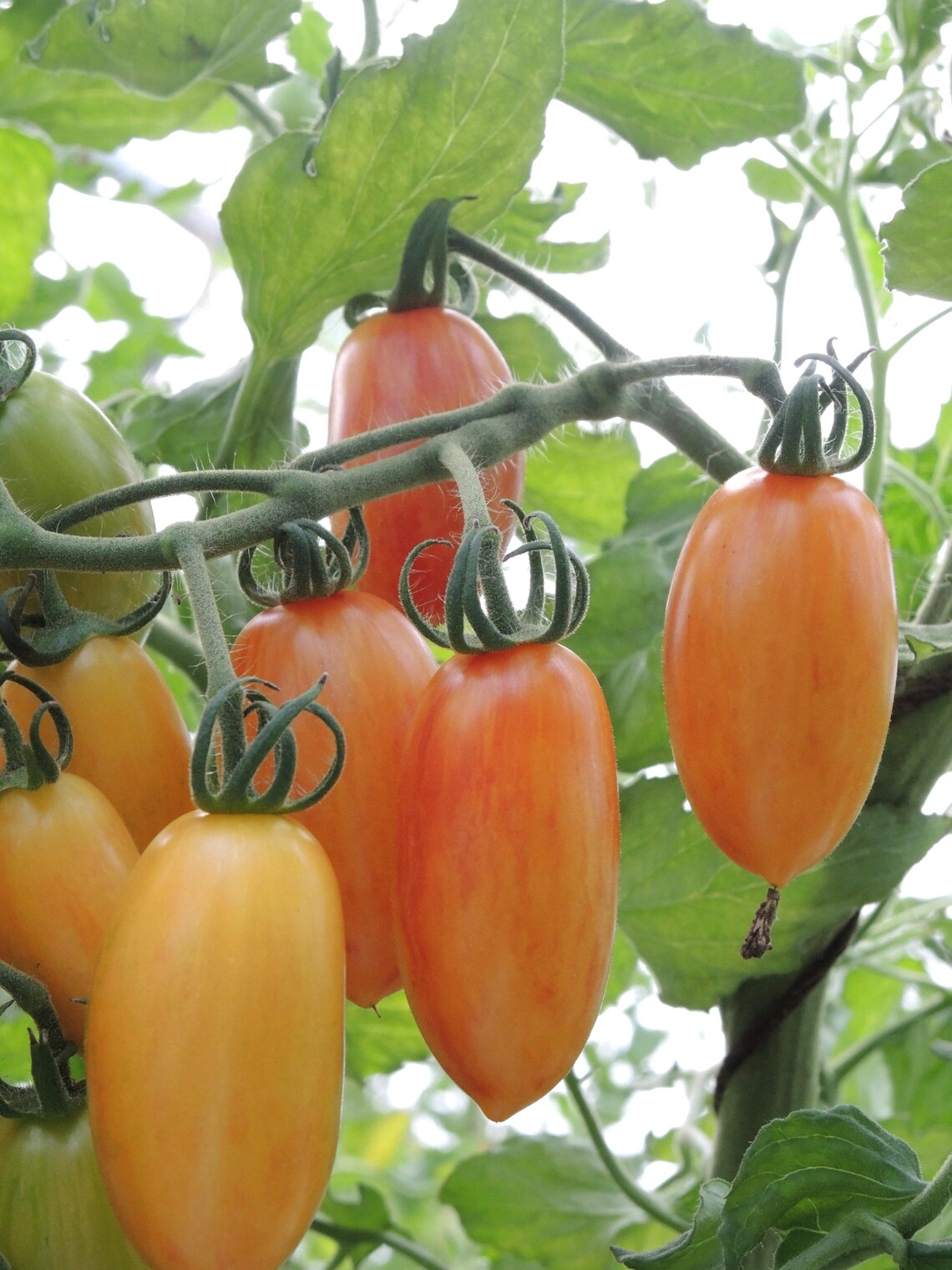 Artisan Blush Tomato Seeds, Julienne Cherry, Blush Tiger, NON-GMO, Free ...