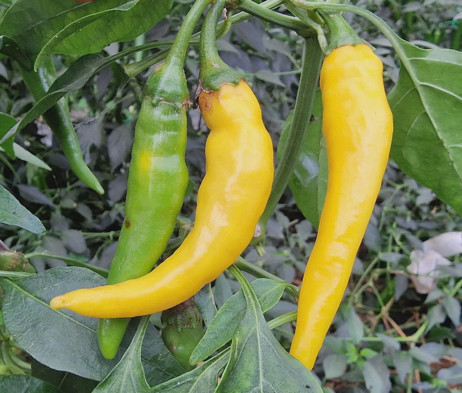 Golden Cayenne Pepper Seeds, NON-GMO, Medium to High Heat, Free ...