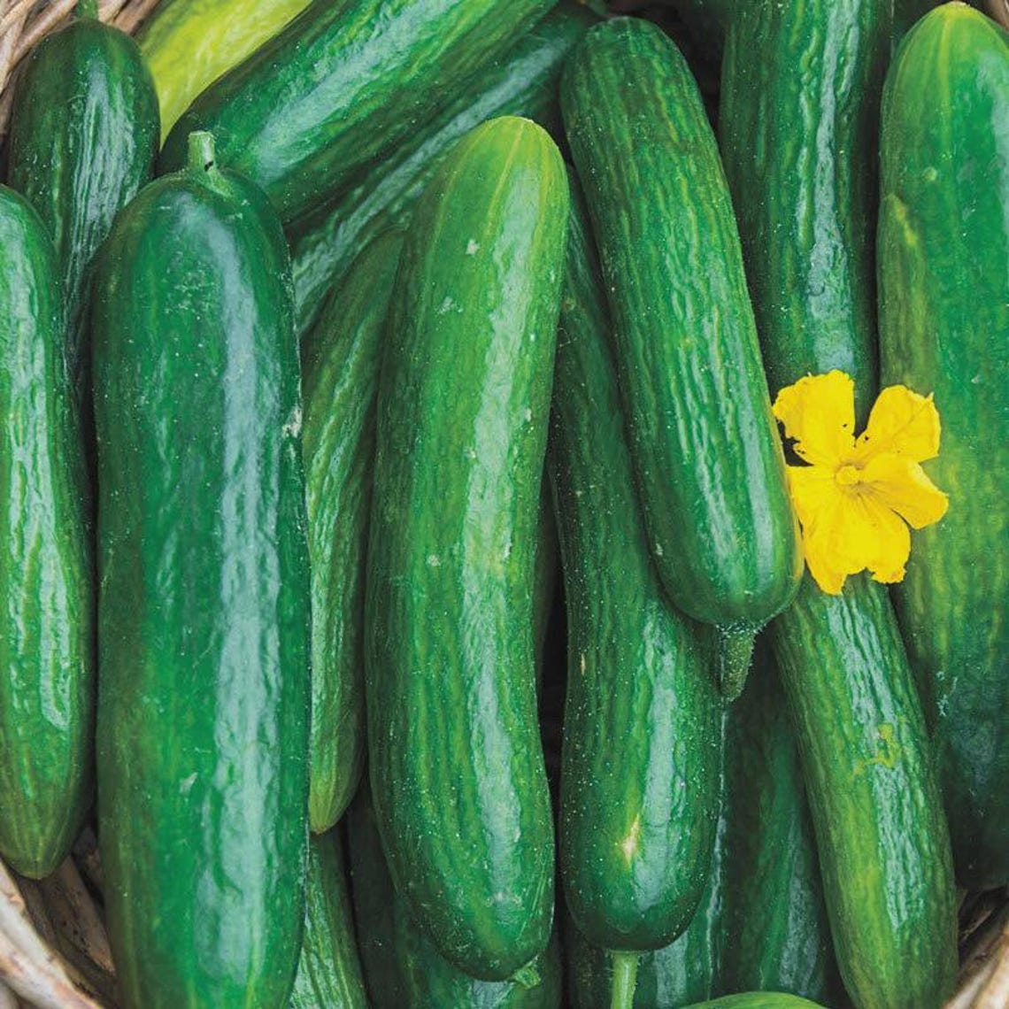 Beit Alpha Cucumber Seeds, Persian or Lebanese Cucumber, Burpless, Free ...