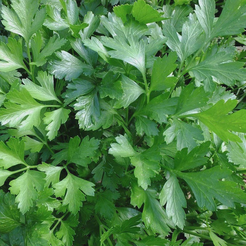 Italian Parsley Plants - Etsy