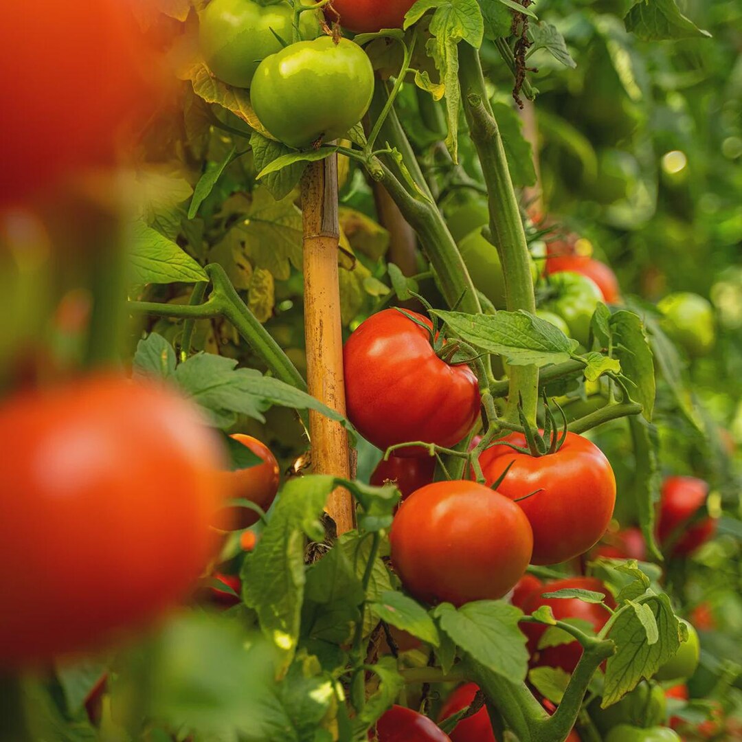 Oregon Spring Tomato Seeds, Cool Climate Tomato, NON-GMO, Heirloom ...