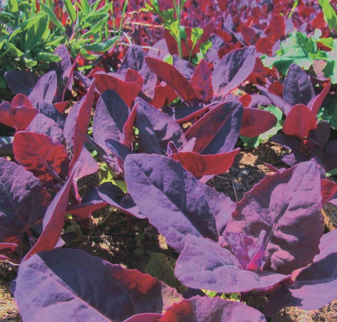Orach Red Fire Seeds, French Spinach, Mountain Spinach, NON-GMO, Free ...
