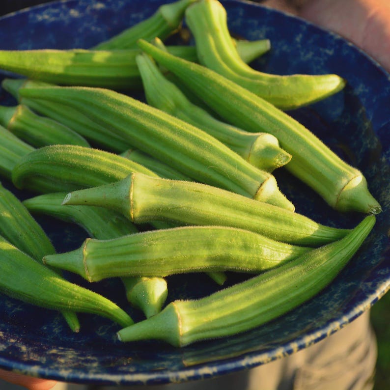 Perkins Long Pod Okra Seeds, NON-GMO, Spineless, Large Okra, Free ...