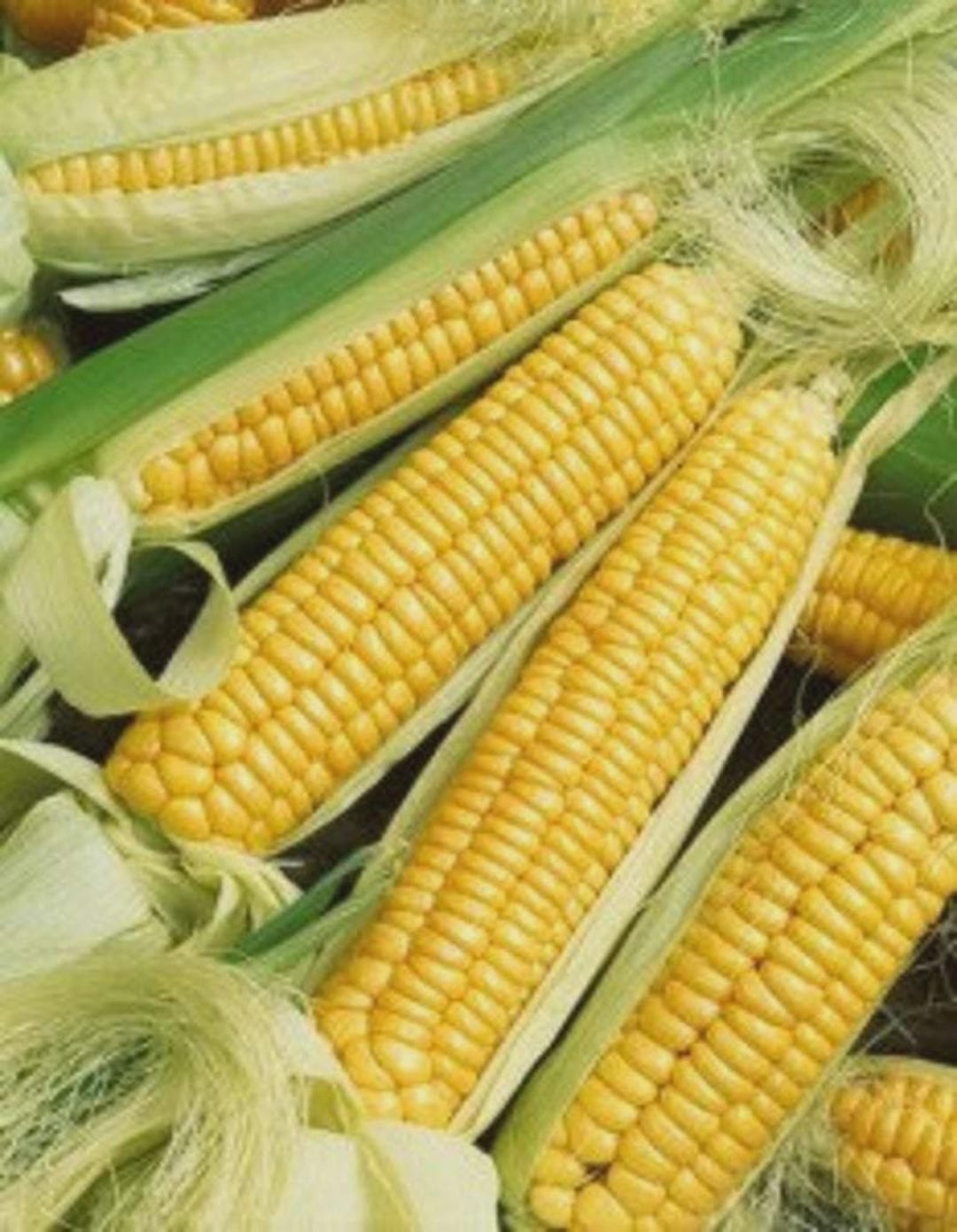 Early Golden Bantam Sweet Corn Seeds, NON-GMO, Heirloom, Free Shipping ...