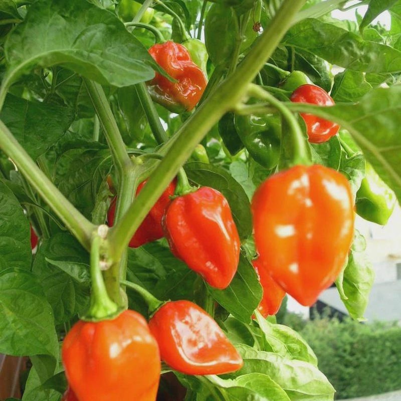 Super Sauce Seeds - Etsy