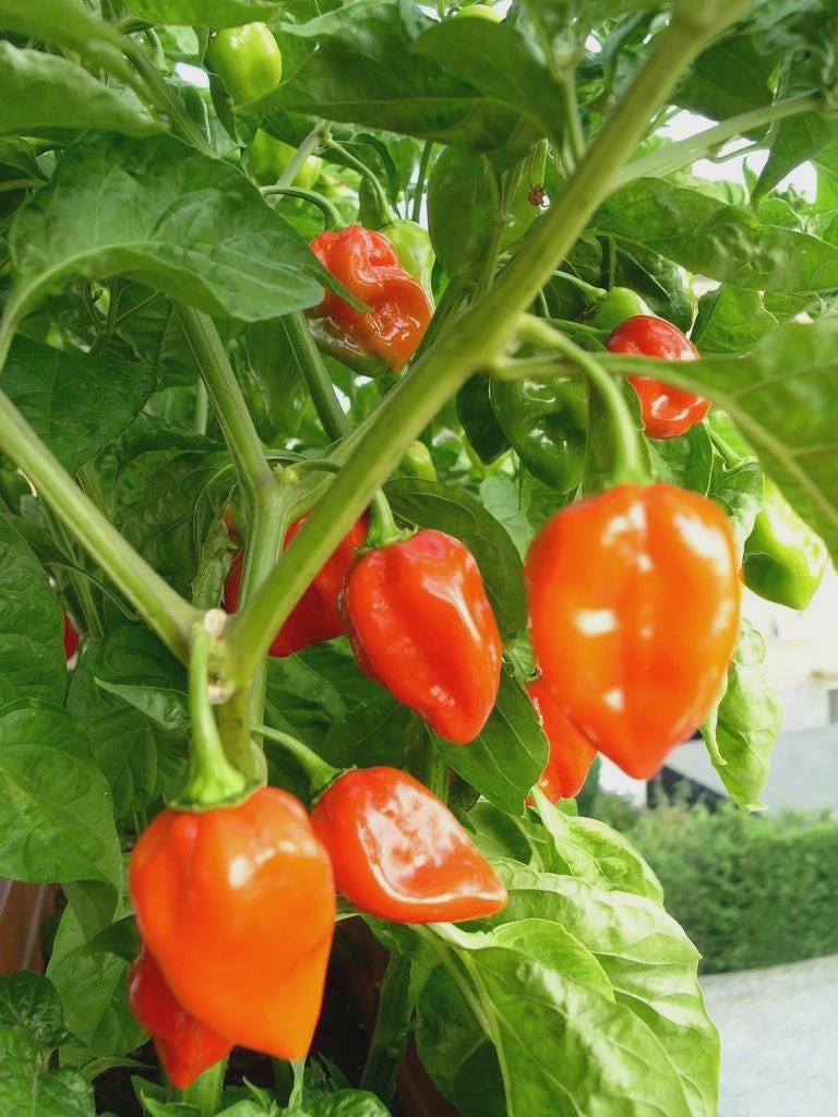 Habanero Pepper Seeds, Super Hot Pepper!, NON-GMO, Variety Size Packets ...