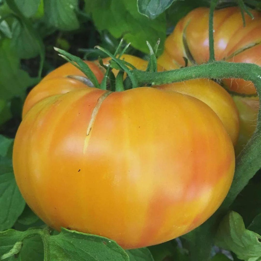 Old German Tomato Seeds, NON-GMO, Heirloom, Multicolor Beefsteak, Free ...