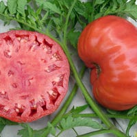 Italian Goliath Tomato Seeds - Etsy