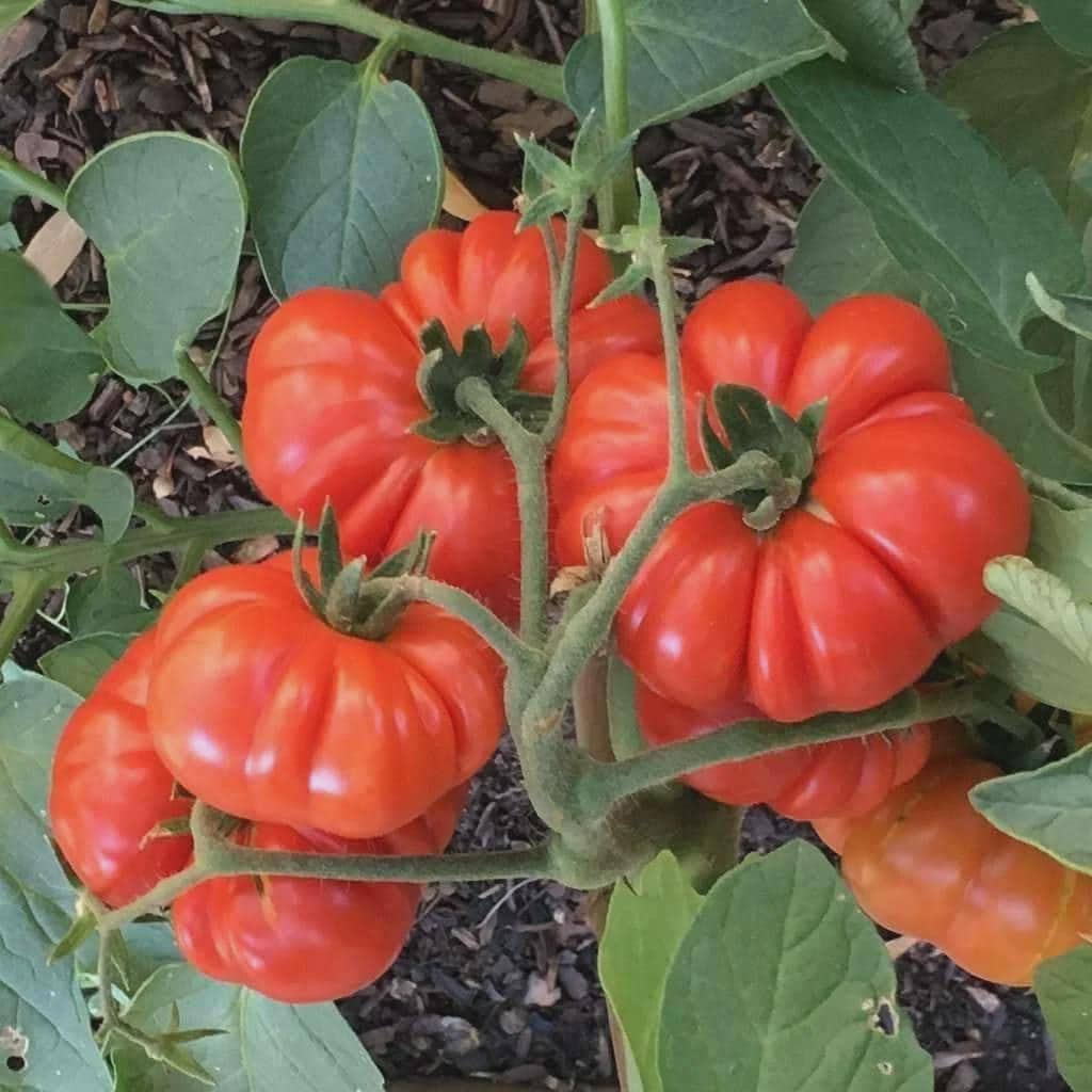Costoluto Genovese Tomato Seeds, Italian Ribbed, Sauce Tomato, NON-GMO ...