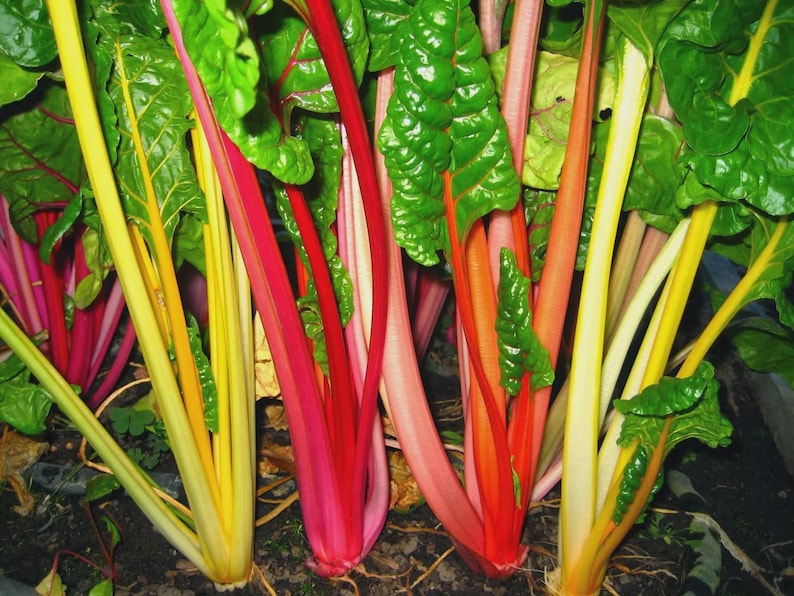 Rainbow Swiss Chard Seeds, Bright Lights, NON-GMO, Variety Packet Sizes ...