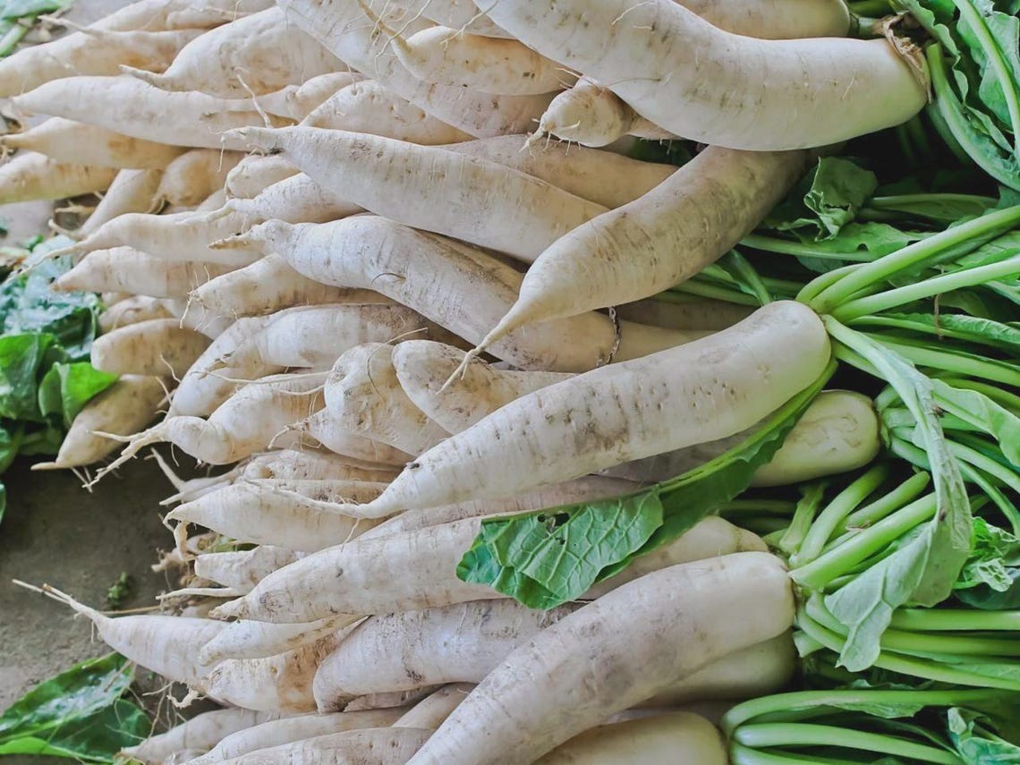 Daikon Radish, Deer Food Plot, Extremely Large Radish, Japanese ...