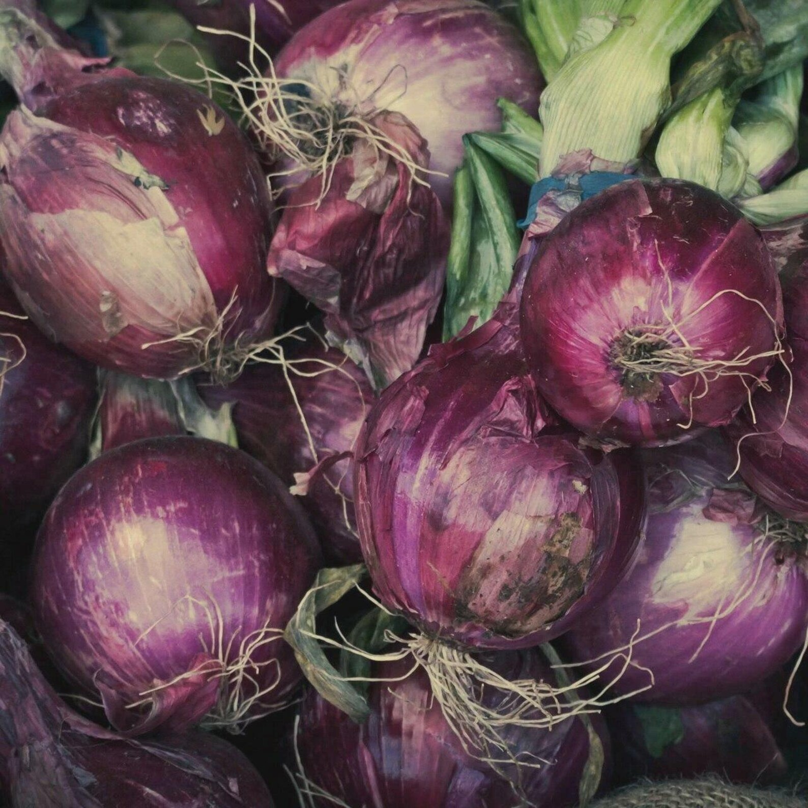 Ruby Red Onion Seeds, NON-GMO, Long Day, Variety Size Packets, Free ...