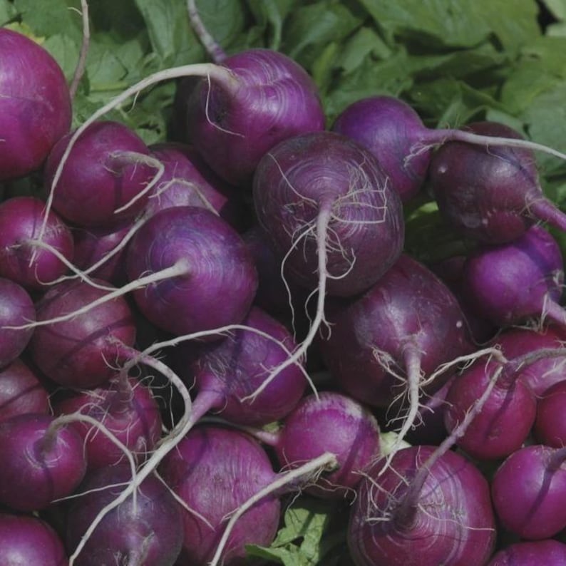 Purple Plum Radish Seeds, NON-GMO, Cruciferous, Heirloom, Free Shipping ...
