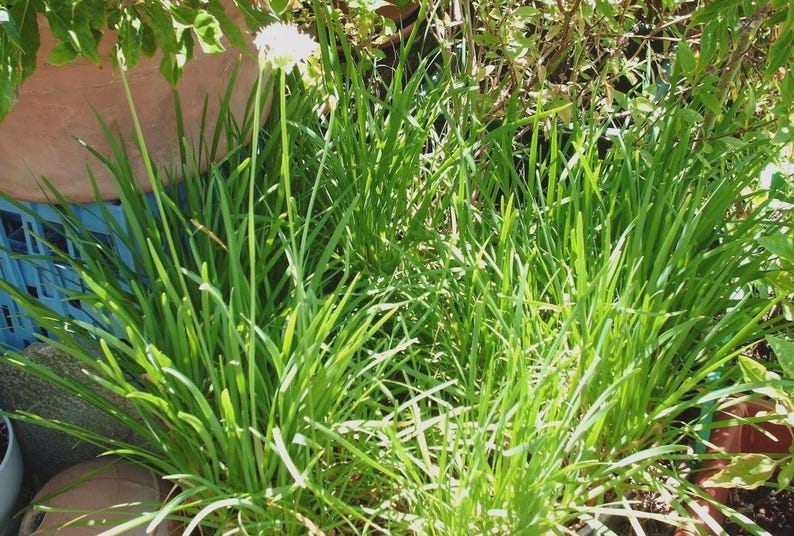 Garlic Chive Seeds, Herb, Allium Tuberosum, Heirloom, NON-GMO, Free ...