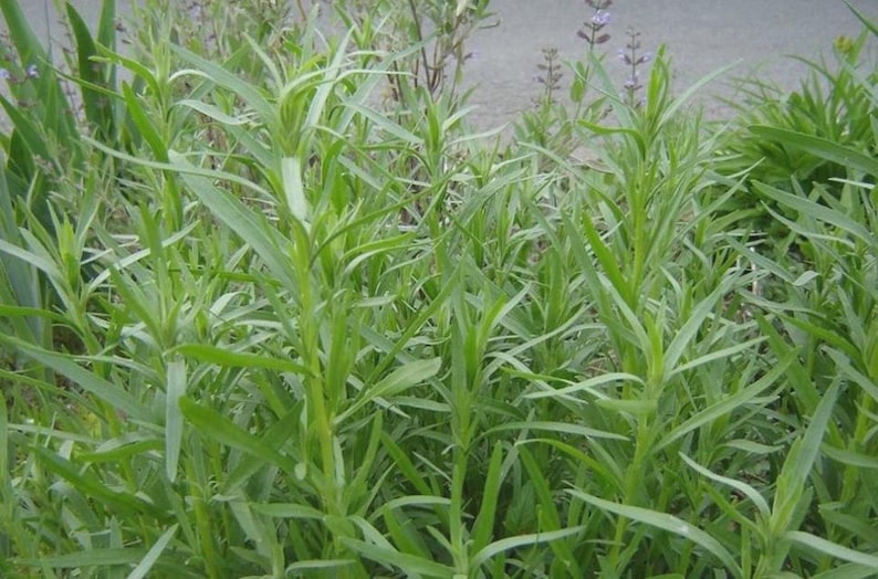 Russian Tarragon Herb Seeds, NON-GMO, Dragon Wort, Variety Size Packets ...