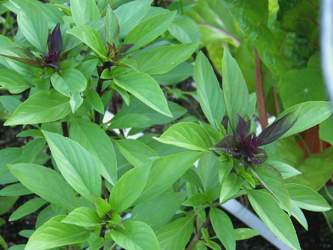 Thai Basil, Horapha, Hun Que, Anise, NON-GMO, Variety Size Packets ...