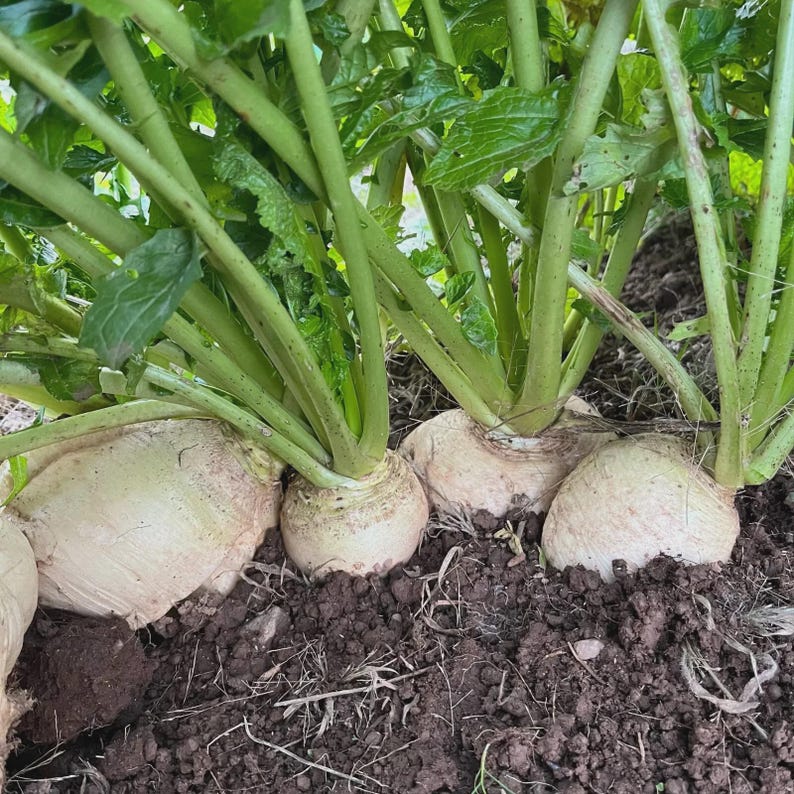 White Egg Turnip Seeds, NON-GMO, Heirloom, Variety Size Packets, Free ...