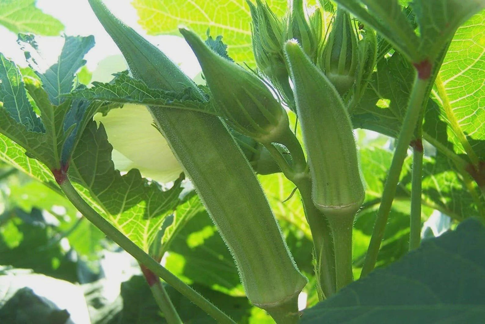 Cowhorn Okra Seeds, Lady's Fingers, NON-GMO, Spineless, Large Okra ...