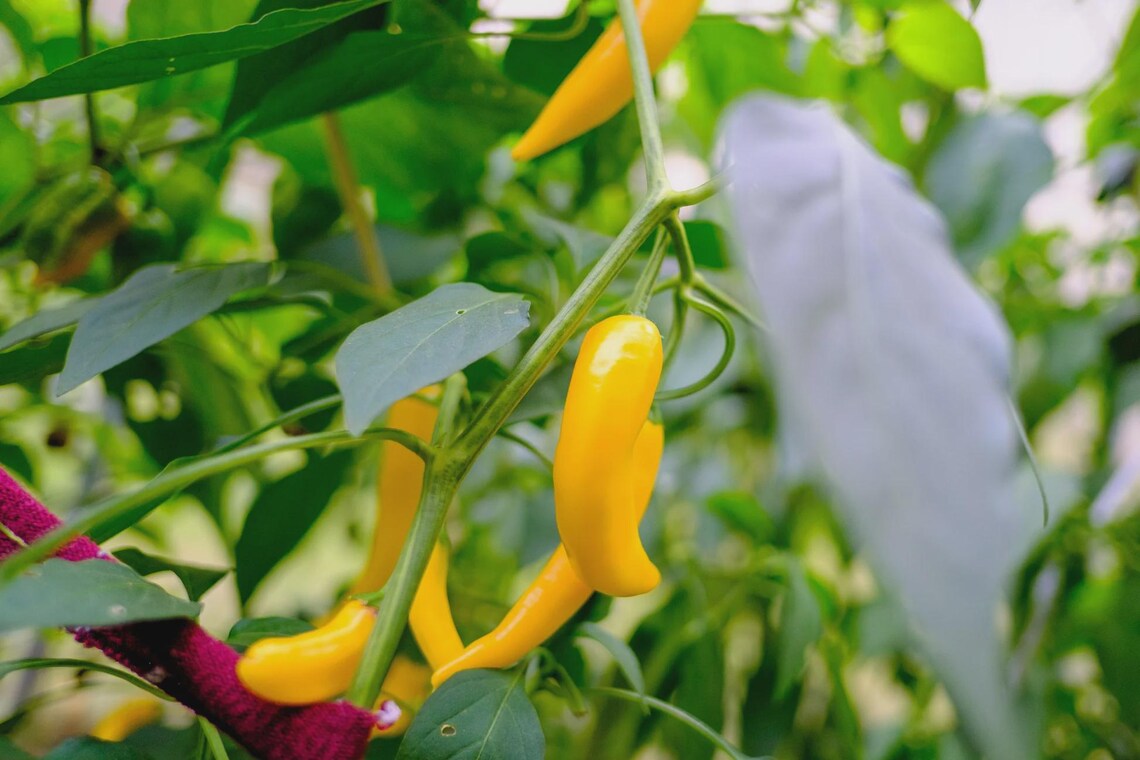 Golden Cayenne Pepper Seeds, NON-GMO, Medium to High Heat, Free ...