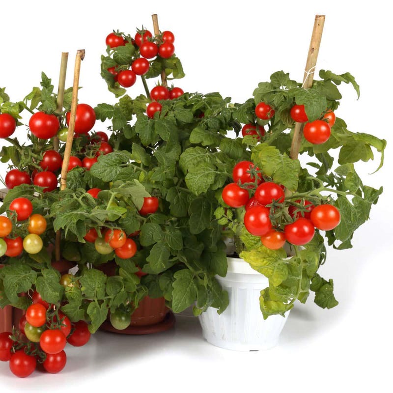 Dwarf Plant Garden Seeds - Etsy