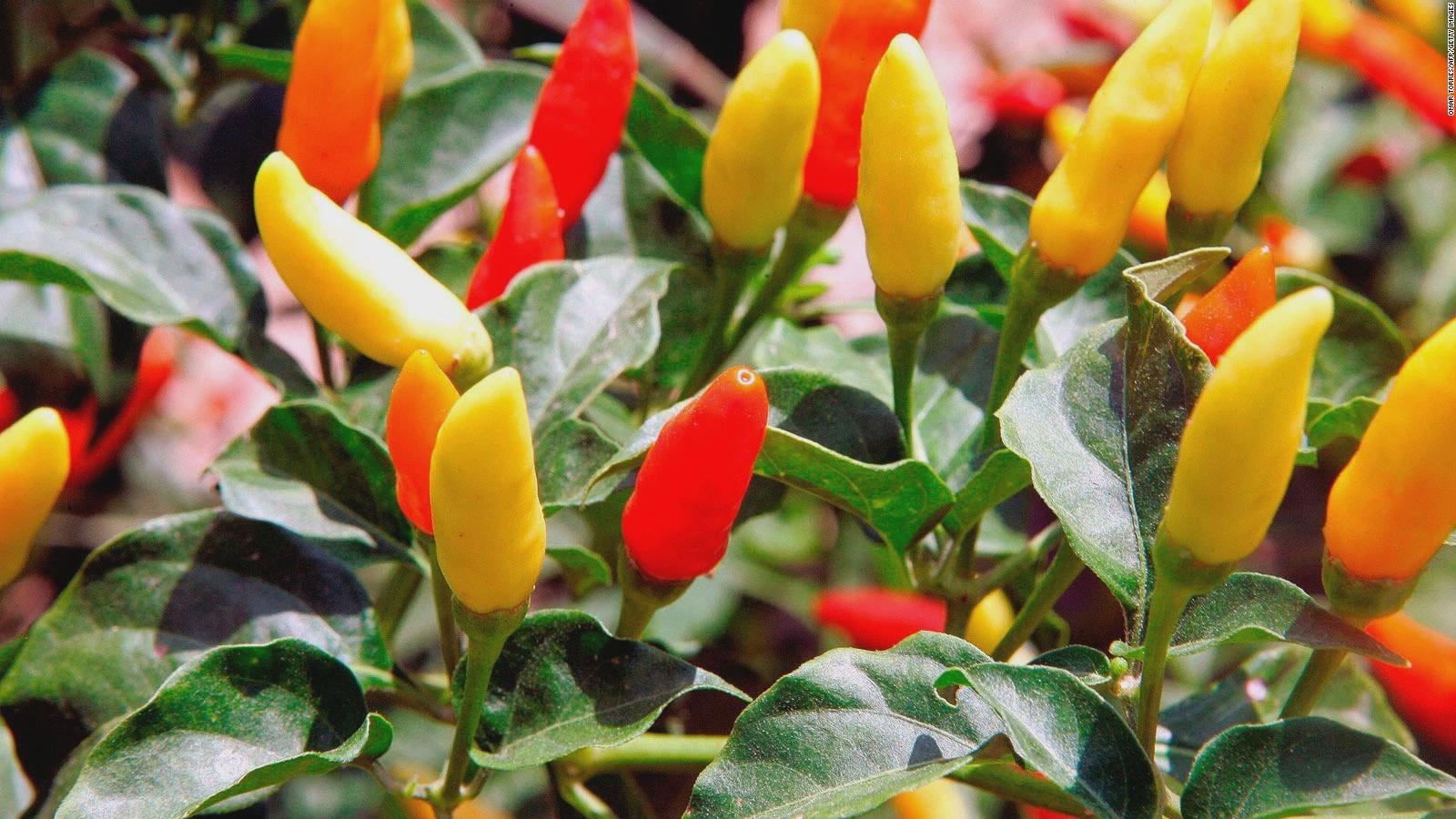 Tabasco Pepper Seeds, Hot Chile Pepper, NON-GMO, Variety Packet Sizes ...
