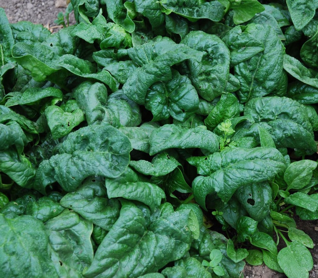 America Spinach Seeds, NON-GMO, Heat Tolerant, Smooth Leaf Spinach ...