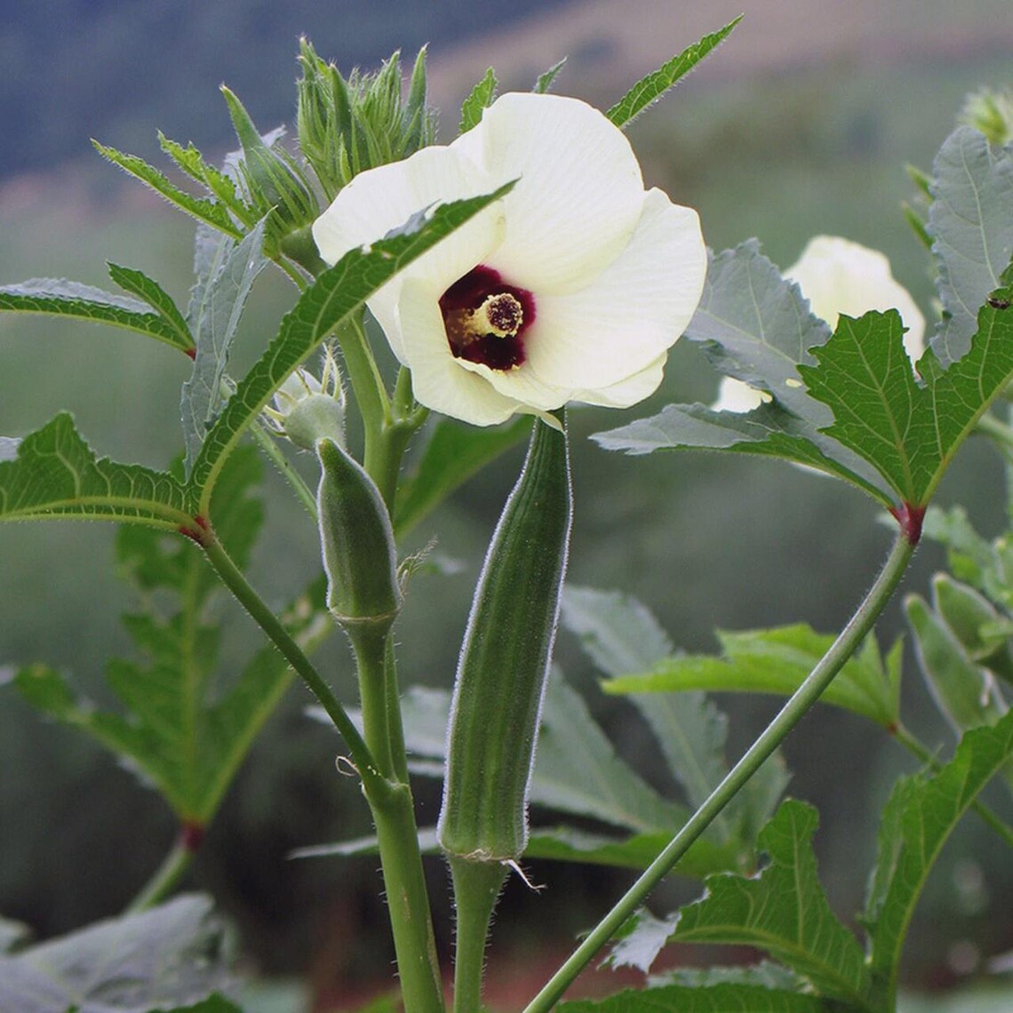 Cowhorn Okra Seeds, Lady's Fingers, NON-GMO, Spineless, Large Okra ...