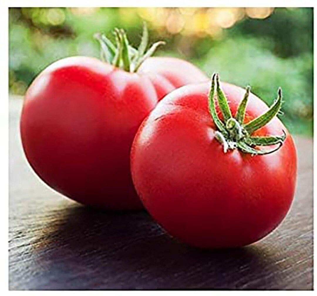 Marglobe Tomato Seeds, Heirloom, NON-GMO, Perfect Tomato, Salads ...