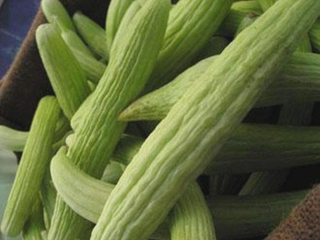 Armenian Cucumber Seeds, Metki Pale, White Serpent, NON-GMO, Burpless ...