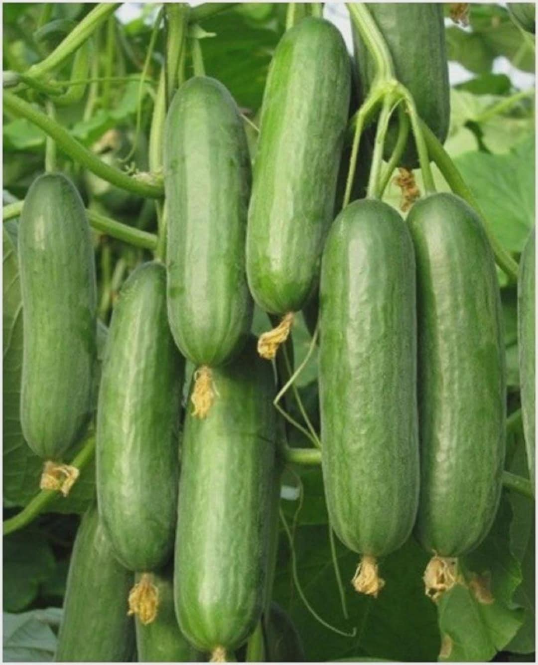 Beit Alpha Cucumber Seeds, Persian or Lebanese Cucumber, Burpless, Free ...
