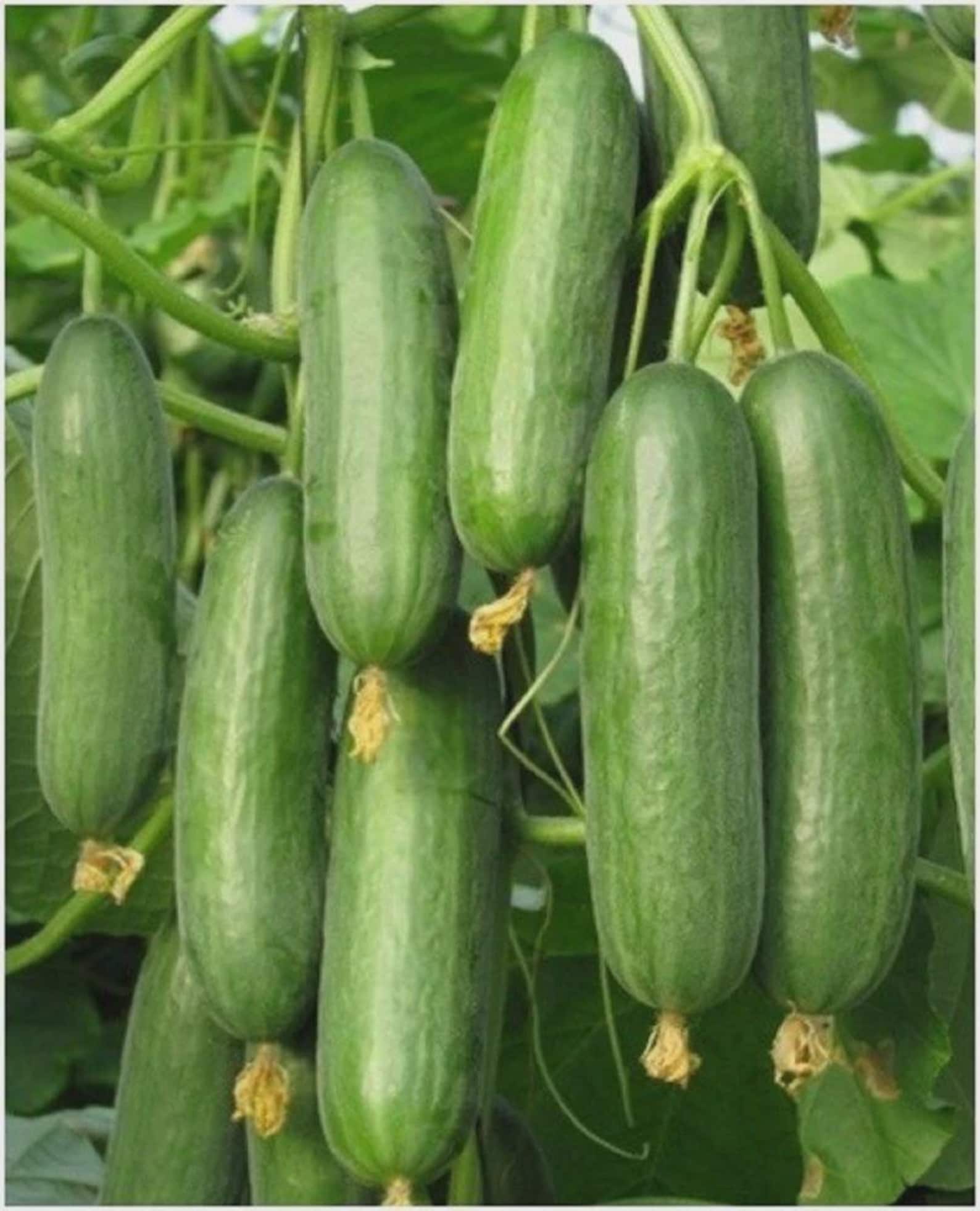 Beit Alpha Cucumber Seeds, Persian or Lebanese Cucumber, Burpless, Free ...