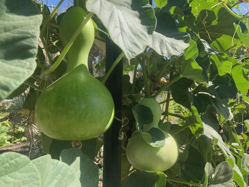Birdhouse Bottle Gourd Seeds, NON-GMO, Calabash, Ornamental, Free ...