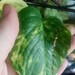 Misfit/ugly Plant Bundle! 6+ Pc - Etsy