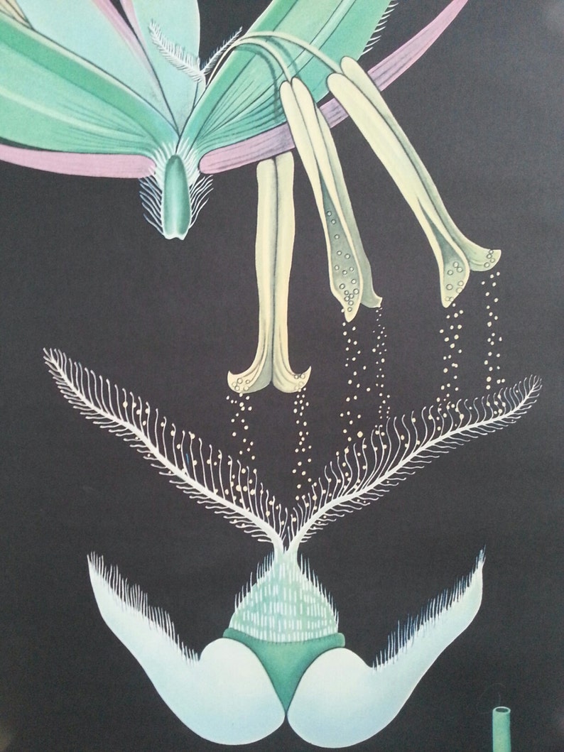 SCHOOL Chart RYE Original 1970s Vintage Botanical Print - Etsy